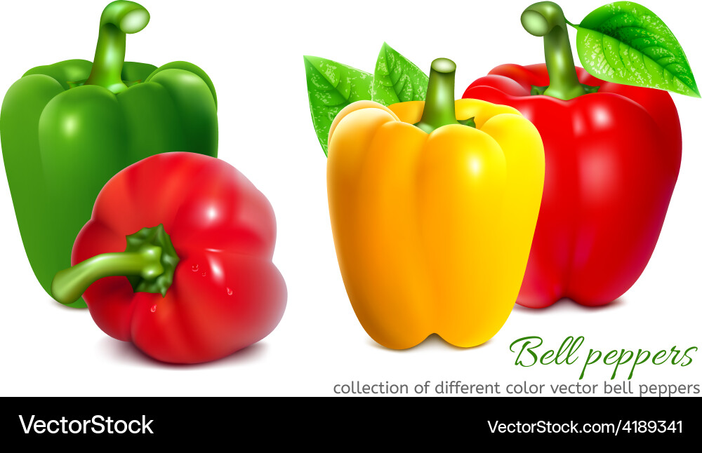 Colorful Bell Peppers Royalty Free Vector Image