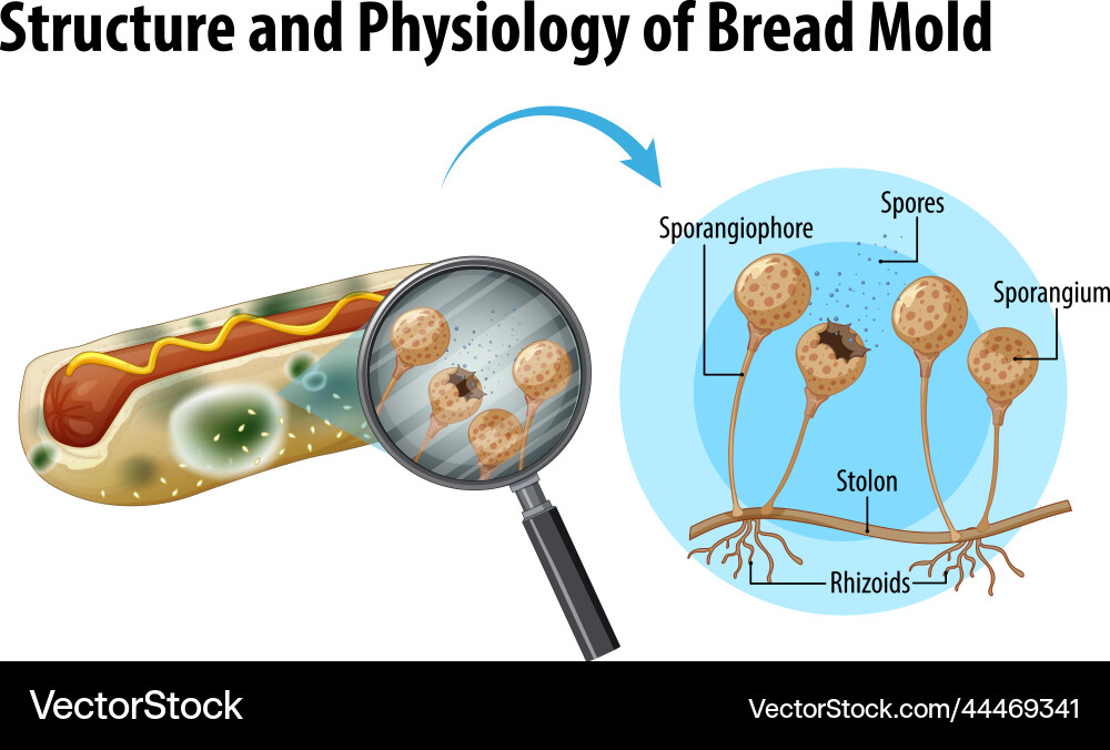 Structure and physiology of bread mold Royalty Free Vector