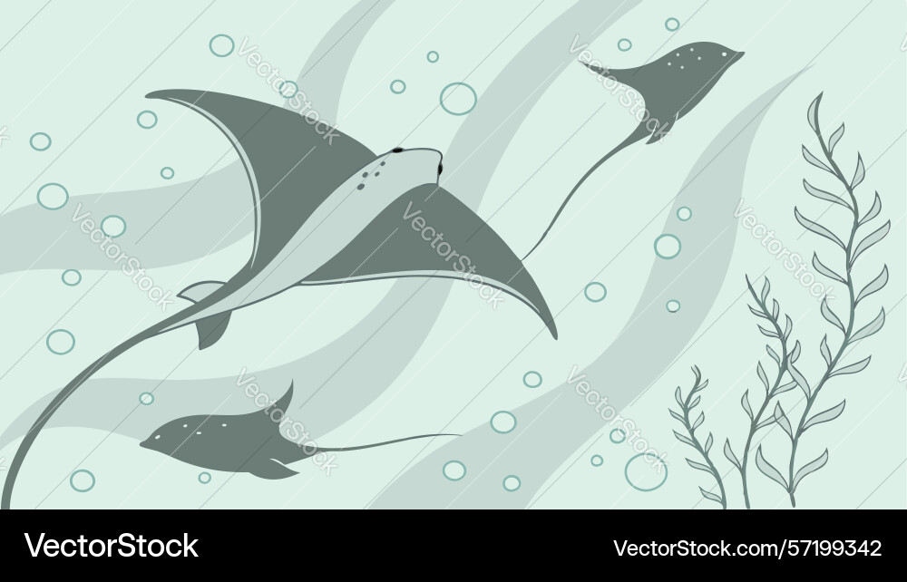 Graceful manta rays underwater marine life design Vector Image