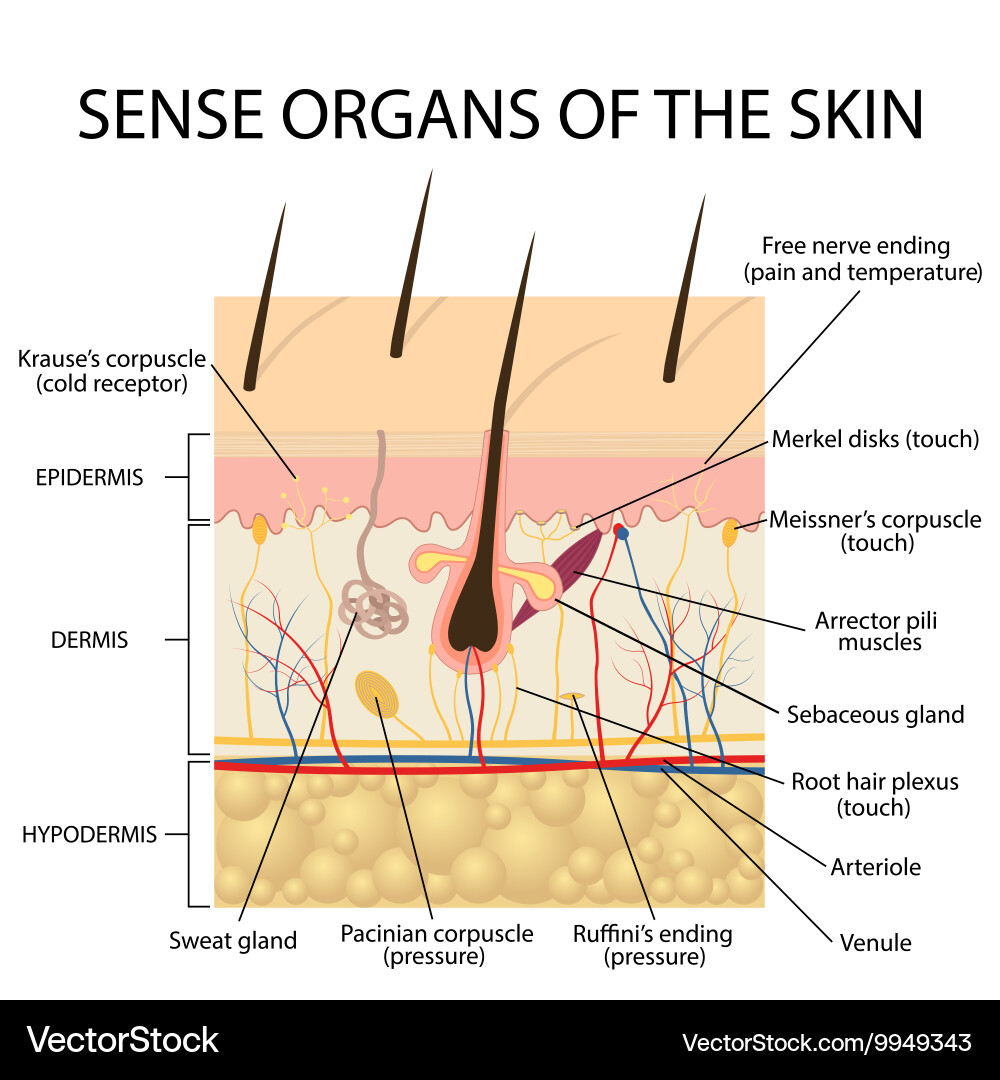 Cross Section Human Skin Royalty Free Vector Image