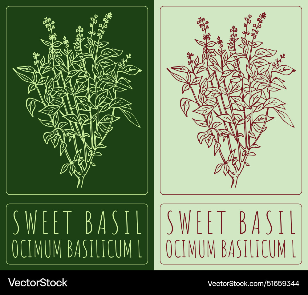 Drawing great basil hand drawn Royalty Free Vector Image