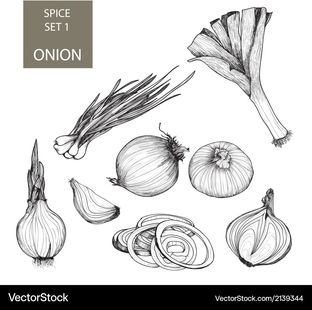 Onion set Royalty Free Vector Image - VectorStock