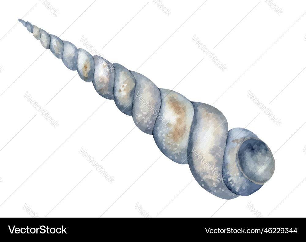 Watercolor spiral seashell on isolated background Vector Image
