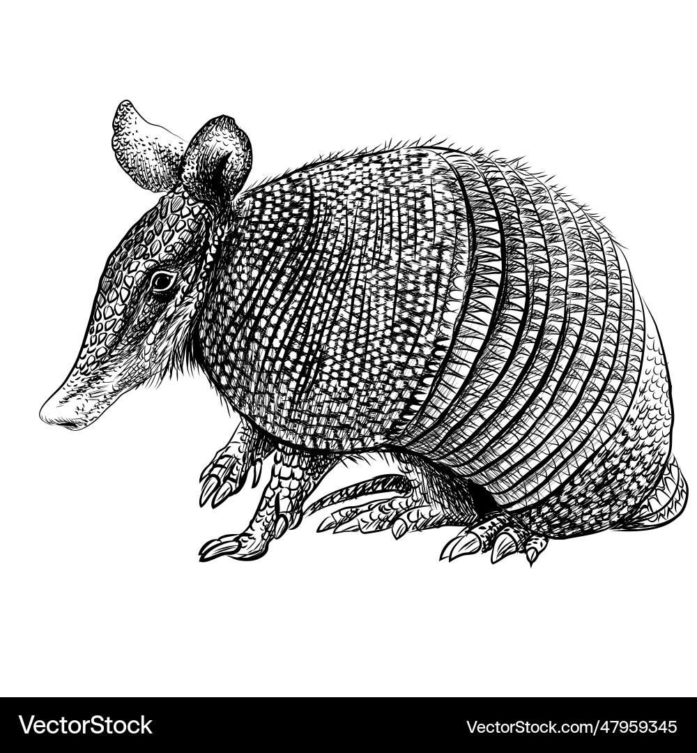 Nine-banded armadillo graphic portrait Royalty Free Vector