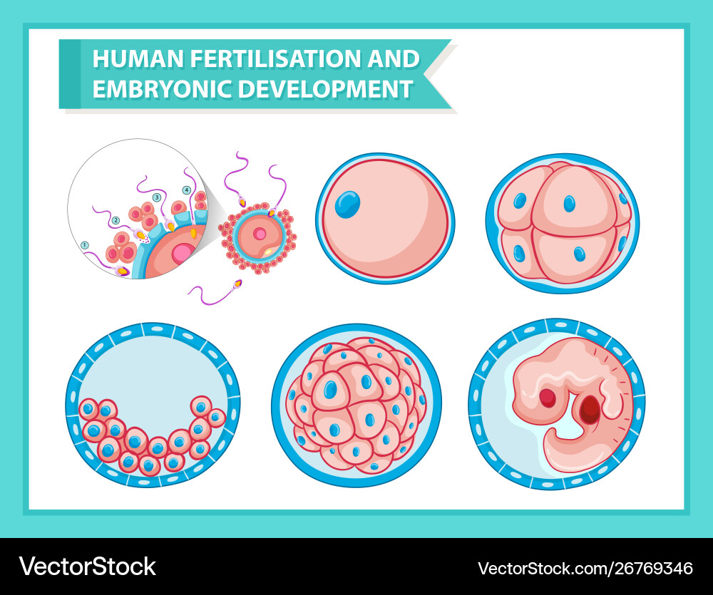 Scientific medical embryonic development Vector Image