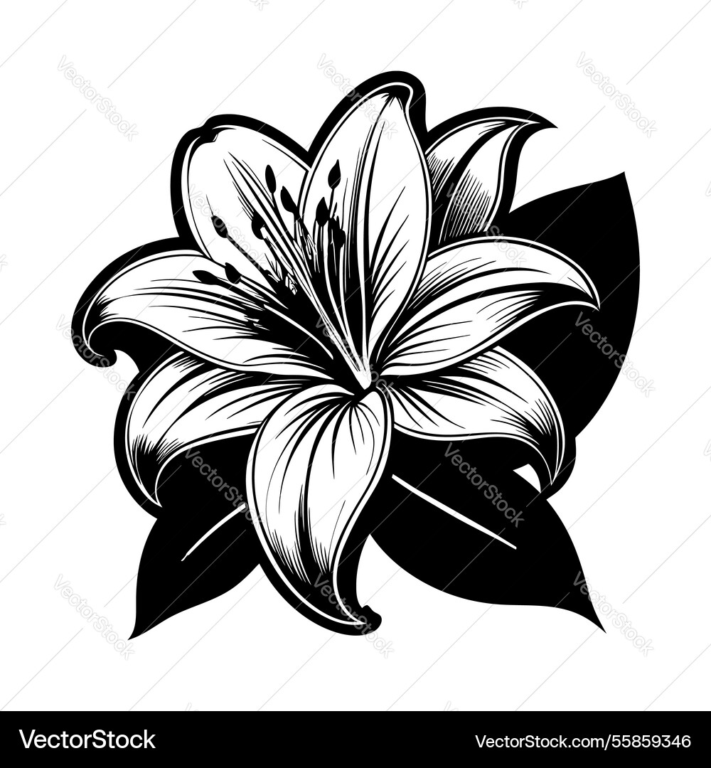 White lily design Royalty Free Vector Image - VectorStock