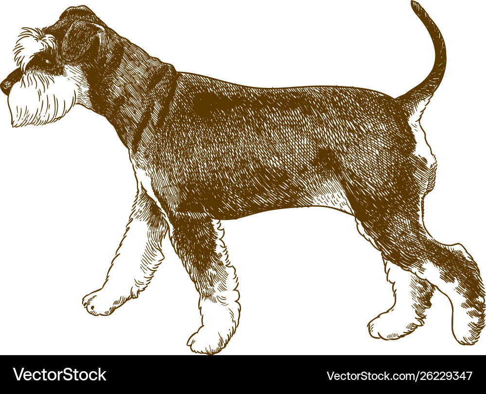 Antique Miniature Schnauzer Engraving Royalty Free Vector