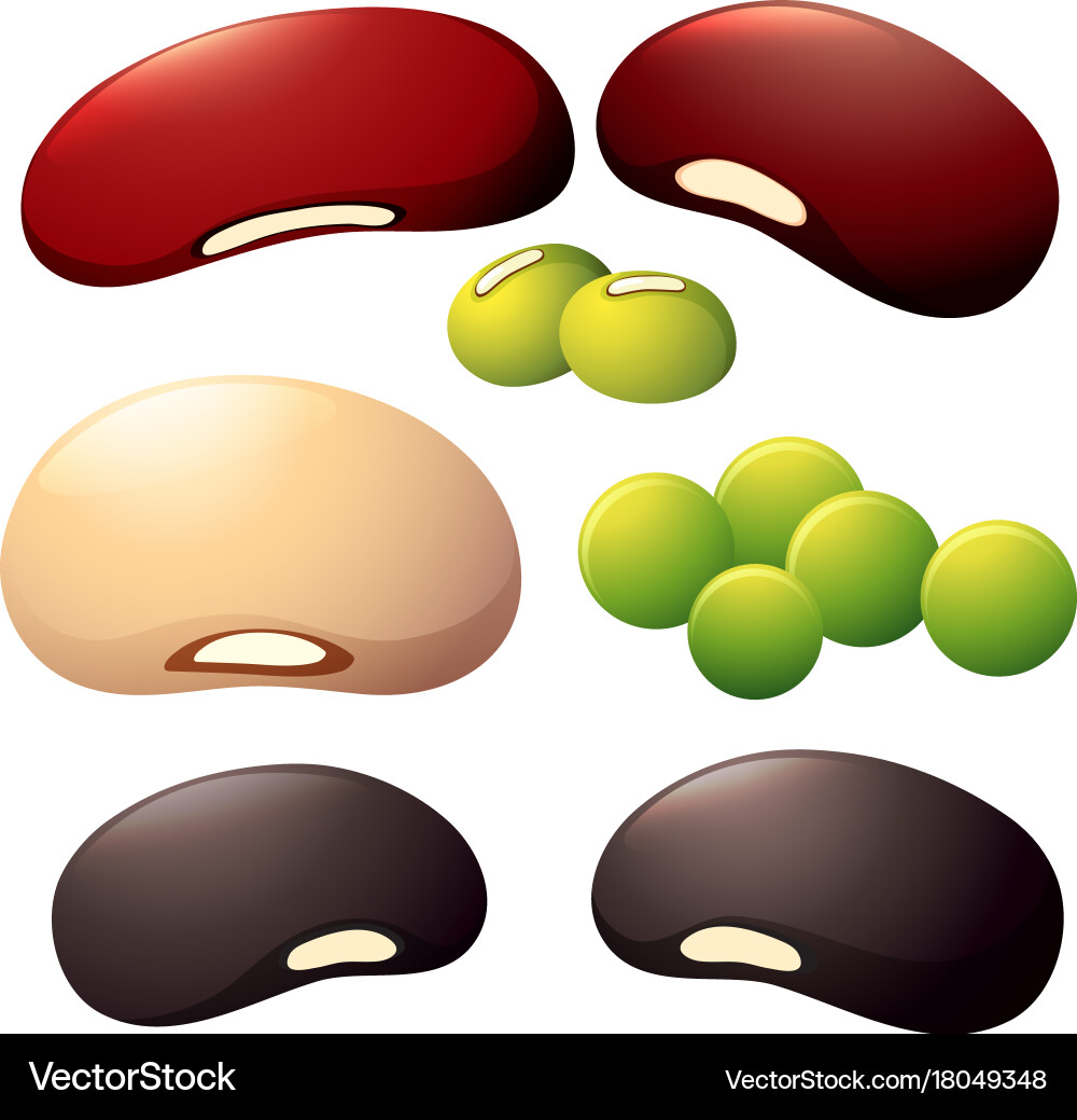 Beans and lentils on white Royalty Free Vector Image