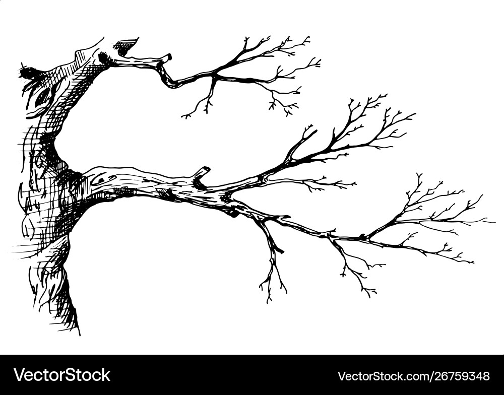 Tree branch hand drawn sketch style Royalty Free Vector