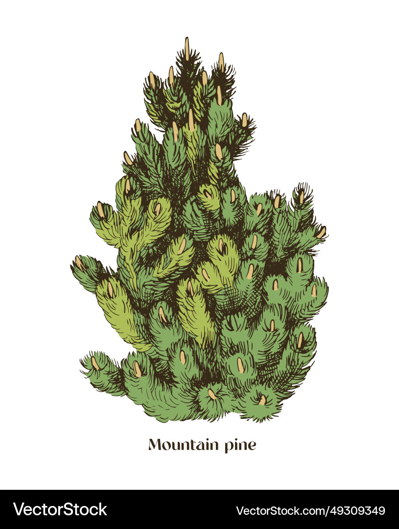 Mountain pine hand drawn Royalty Free Vector Image