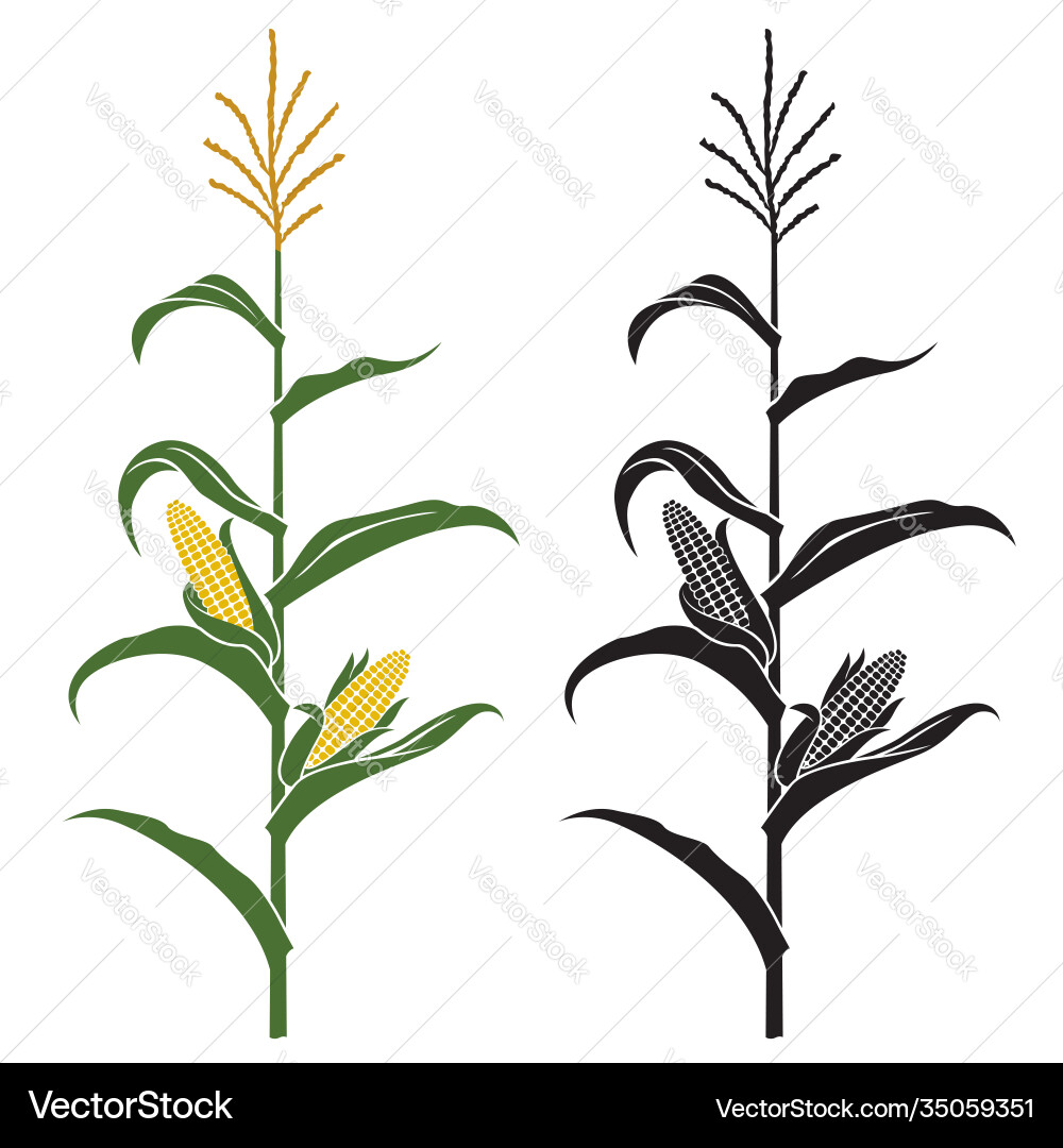 Corn stalk Royalty Free Vector Image - VectorStock