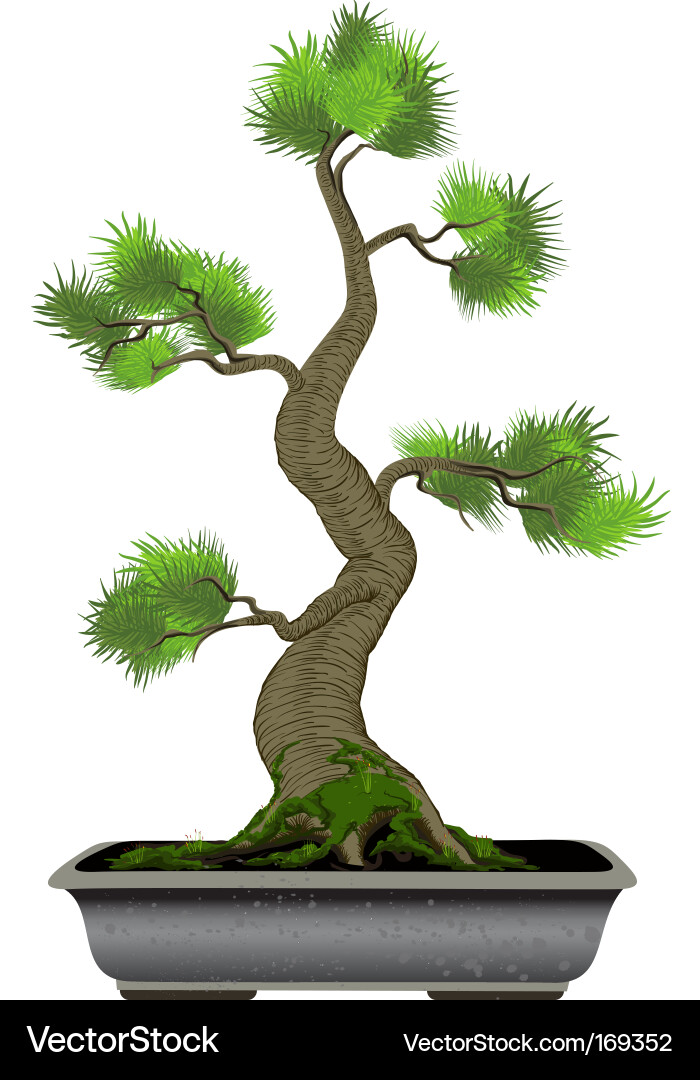 Bonsai tree Royalty Free Vector Image - VectorStock