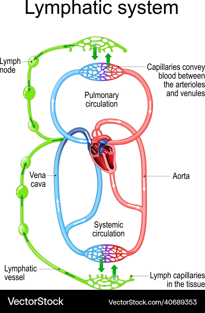 Circulatory System Arteries Veins Lymphatics Poster