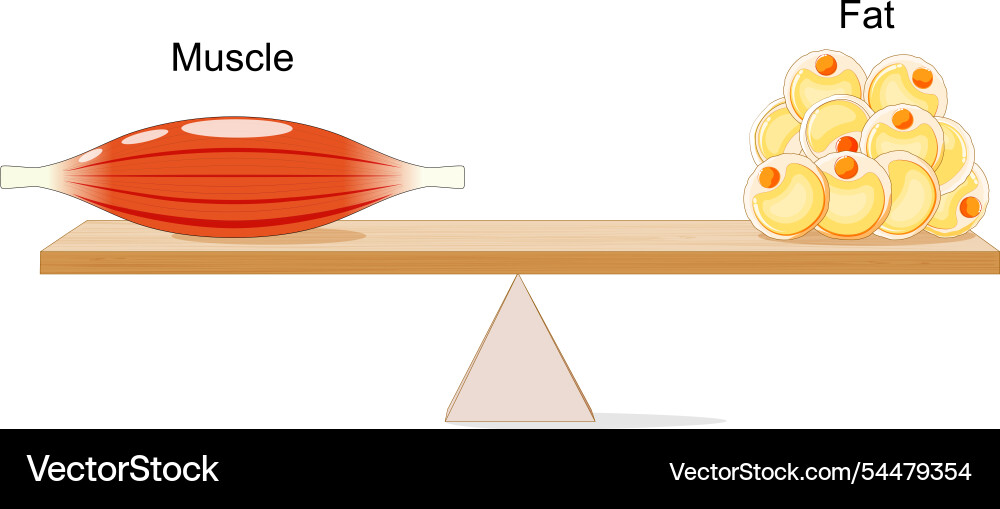 Balance between muscle and fat Royalty Free Vector Image