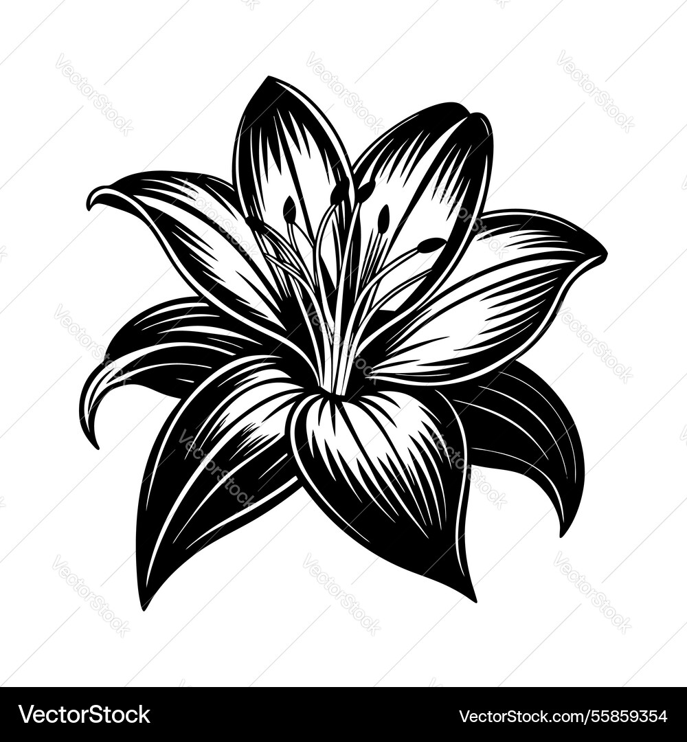 White lily design Royalty Free Vector Image - VectorStock
