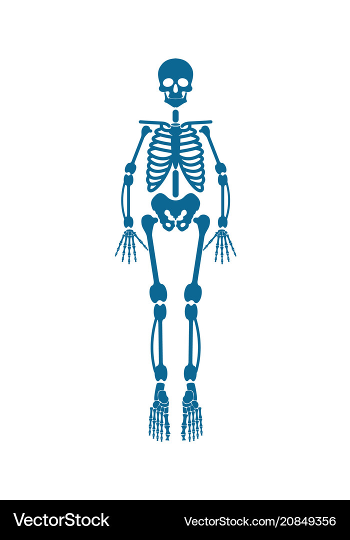 Blue Human Skeleton Icon Royalty Free Vector Image