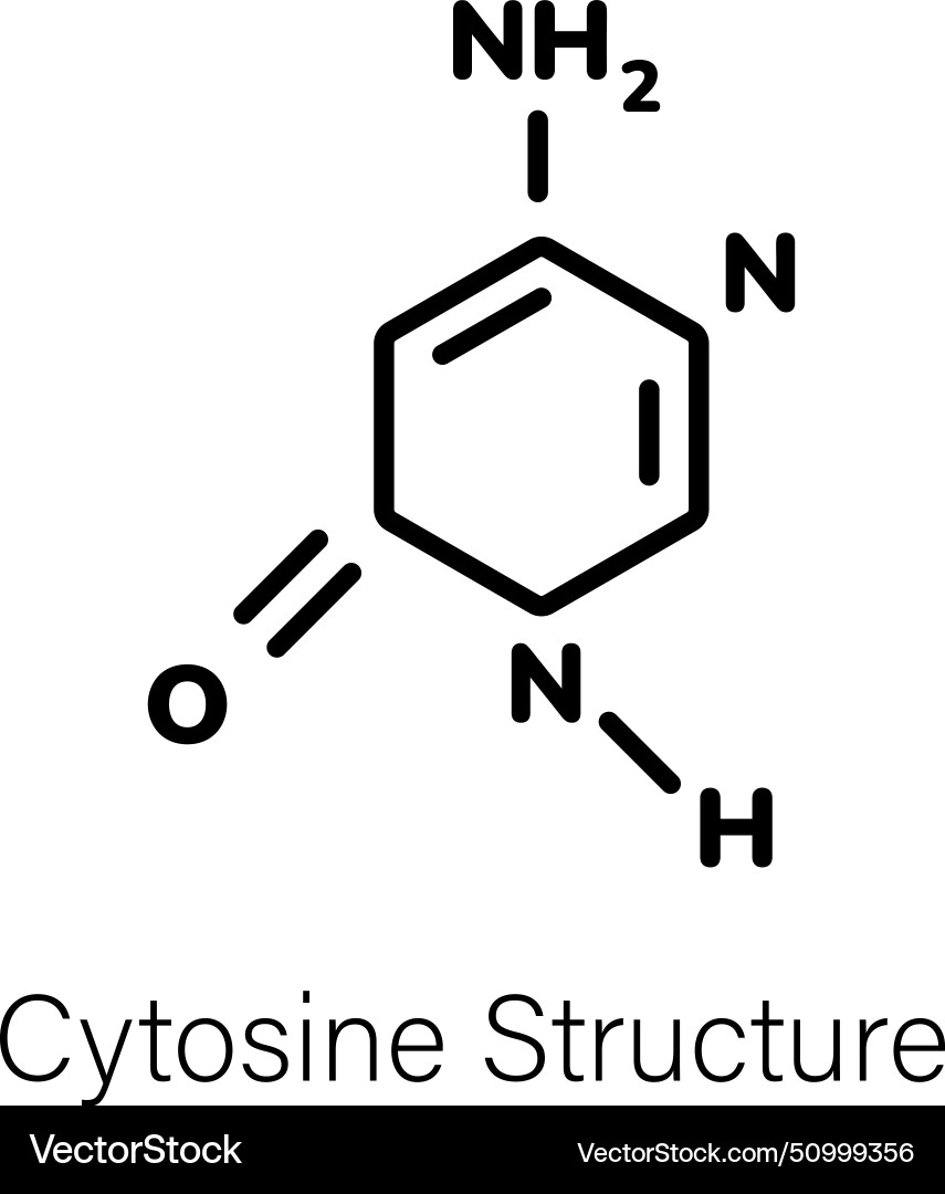 Cytosine structure Royalty Free Vector Image - VectorStock