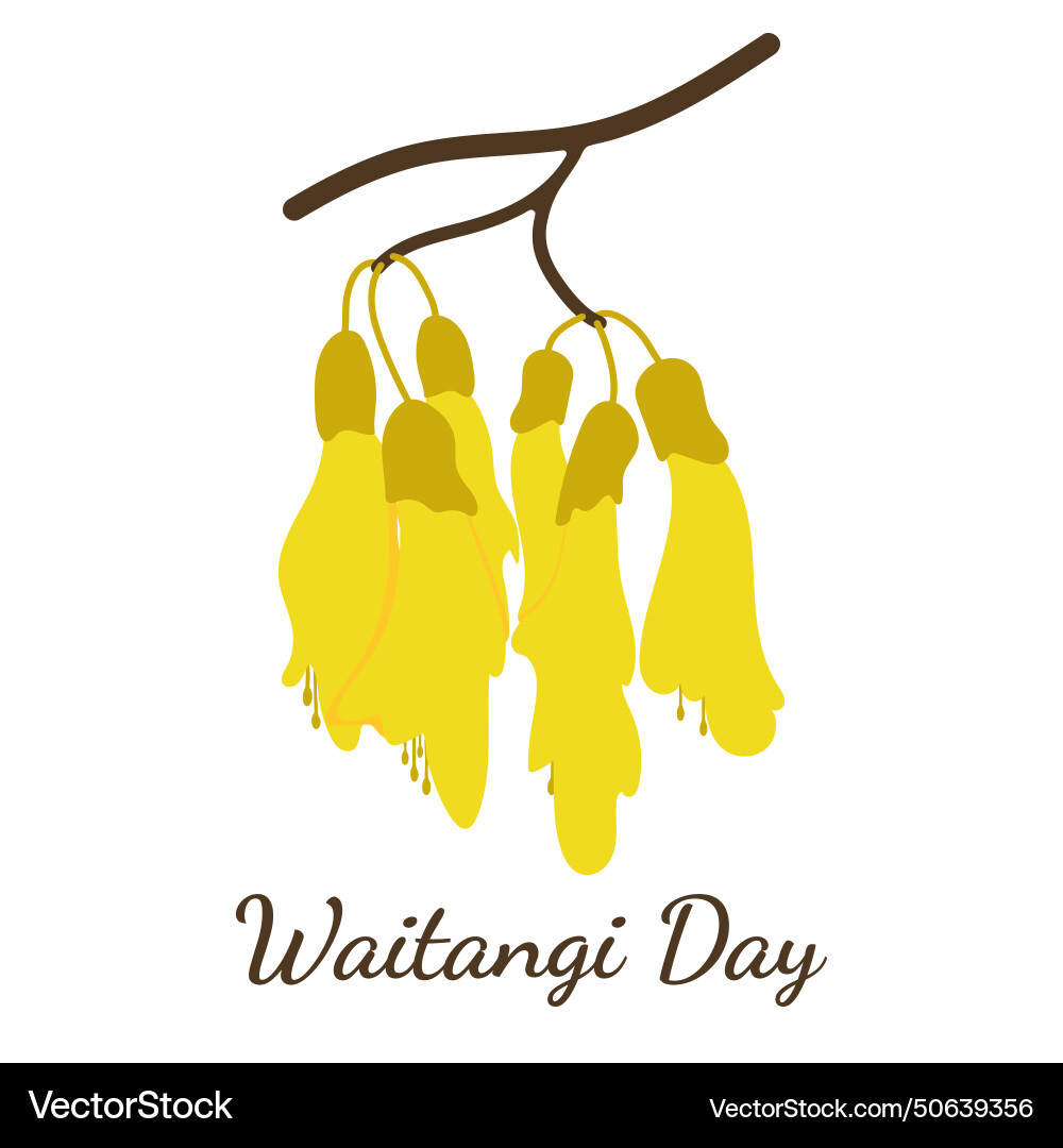 Waitangi day with kowhai isolated on white Vector Image