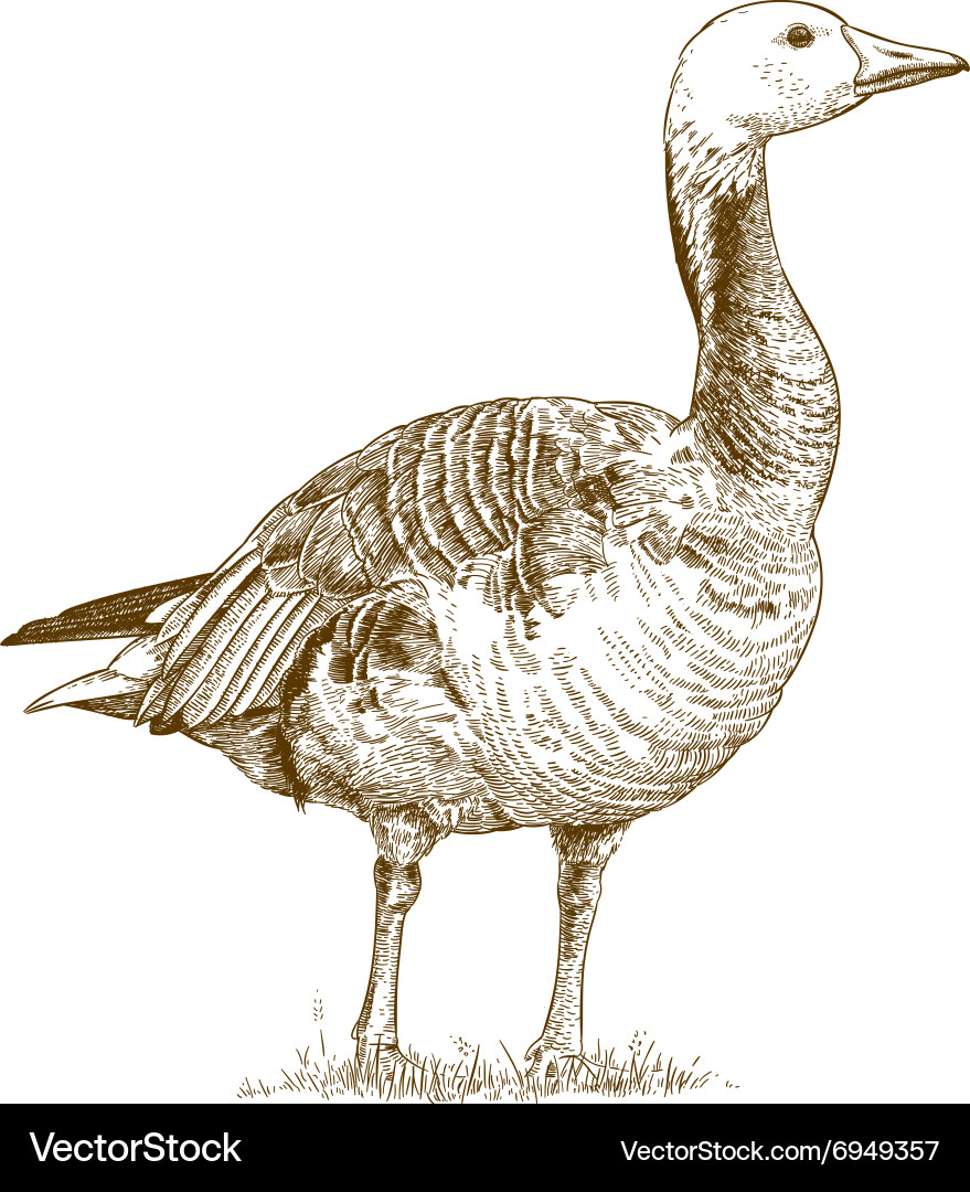 Goose Royalty Free Vector Image - VectorStock