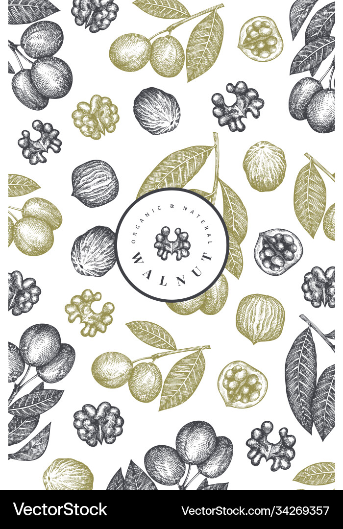 Hand drawn sketch walnut design template organic Vector Image