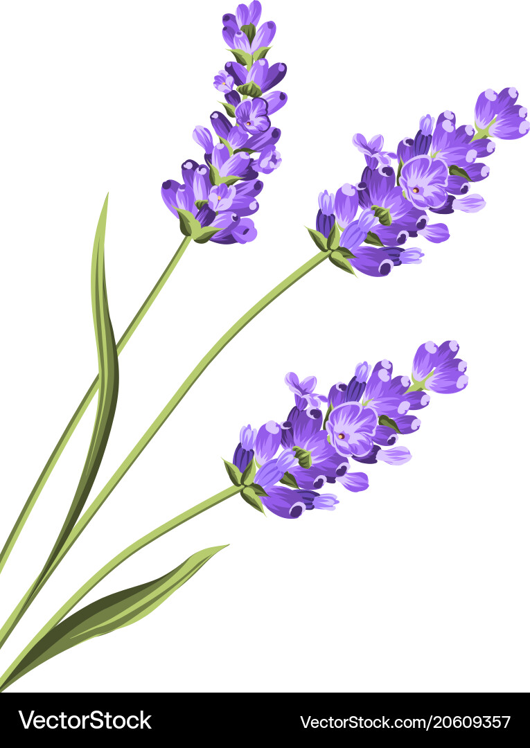 Lavender Blumen in der Nähe Lizenzfreies Vektorbild