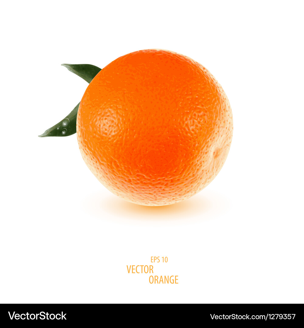 Orange Royalty Free Vector Image - VectorStock