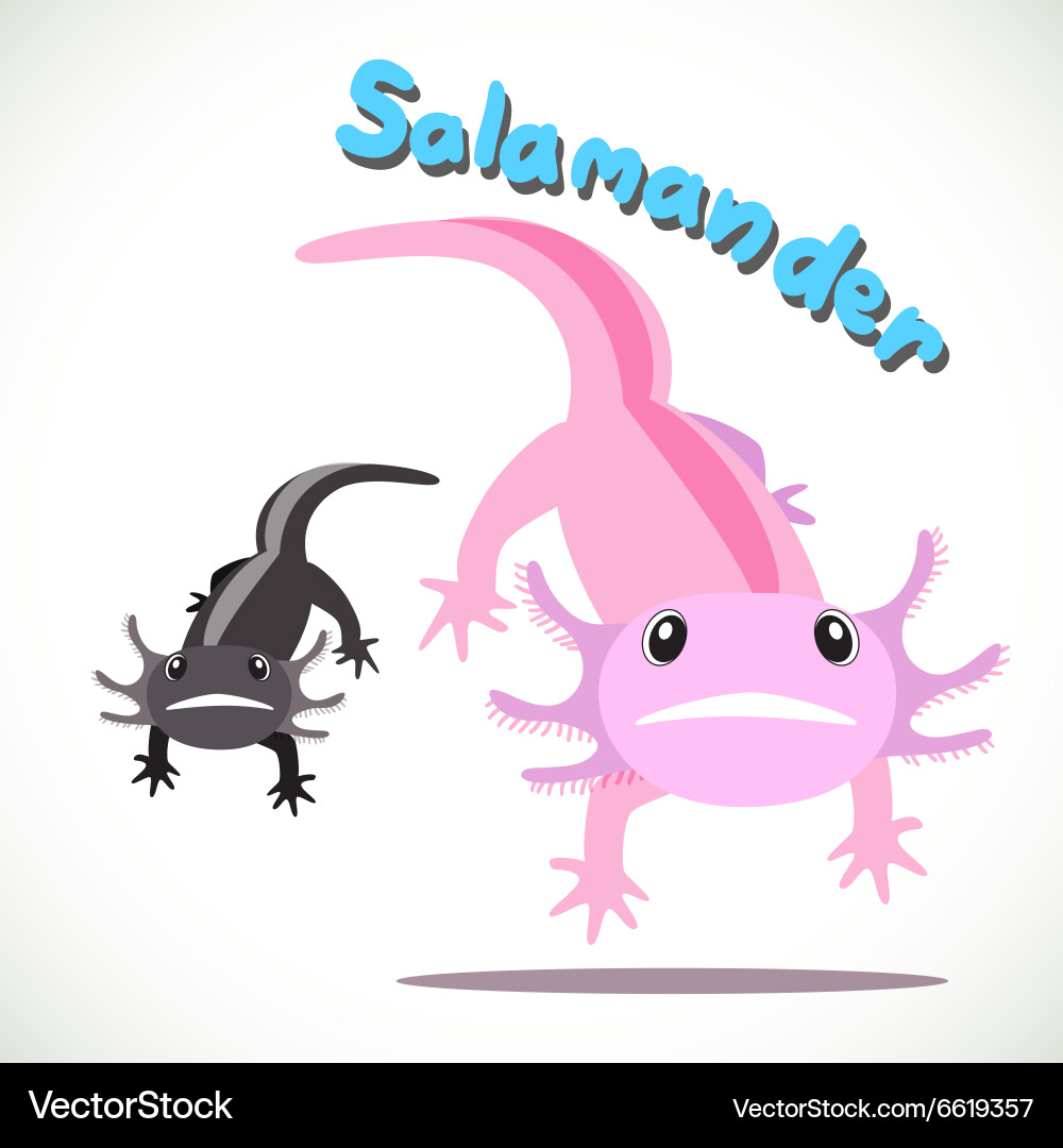 Salamander 5 Royalty Free Vector Image - VectorStock