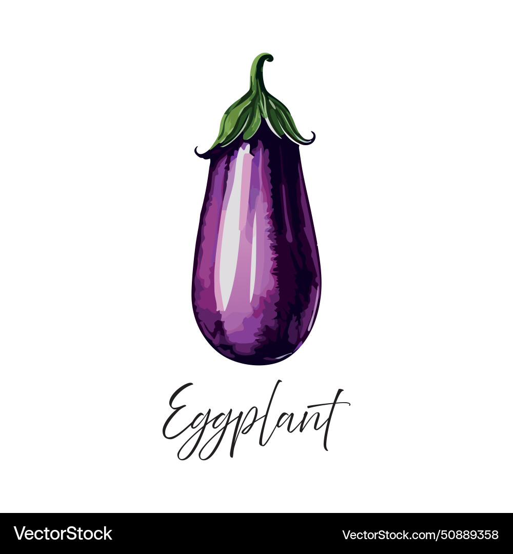Eggplant Royalty Free Vector Image - VectorStock