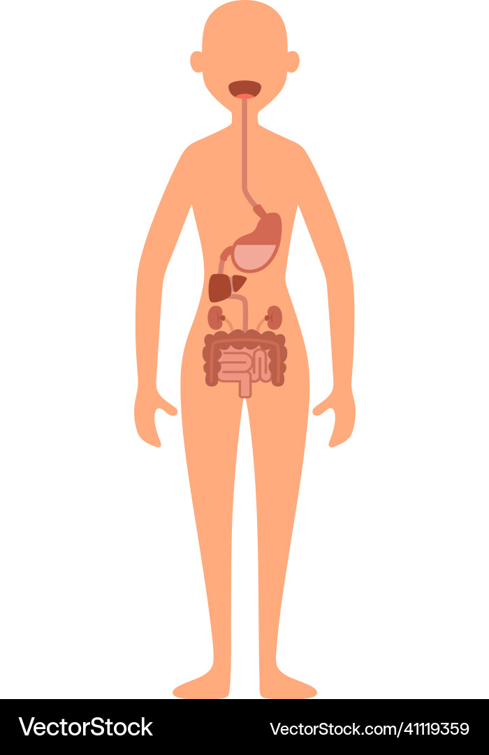 Digestive system female body anatomy Royalty Free Vector