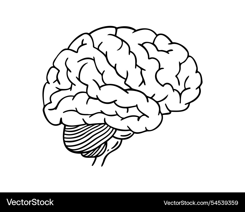 Human brain doodle hand drawn icon outline Vector Image