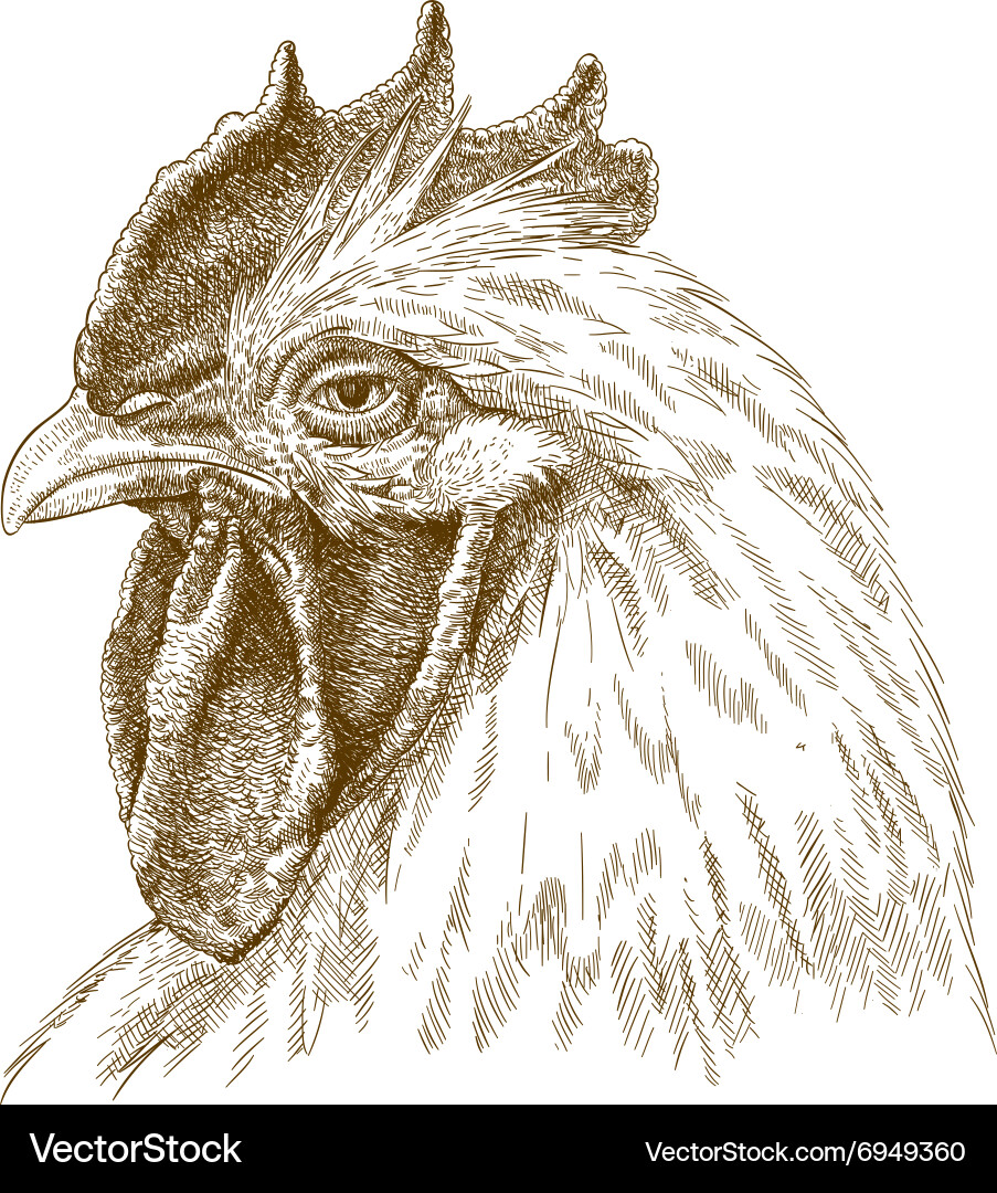 Engraving rooster head Royalty Free Vector Image