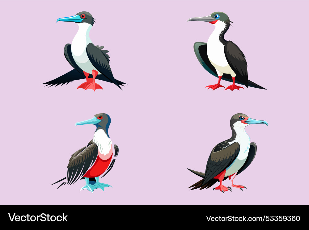 Frigatebird for various uses Royalty Free Vector Image