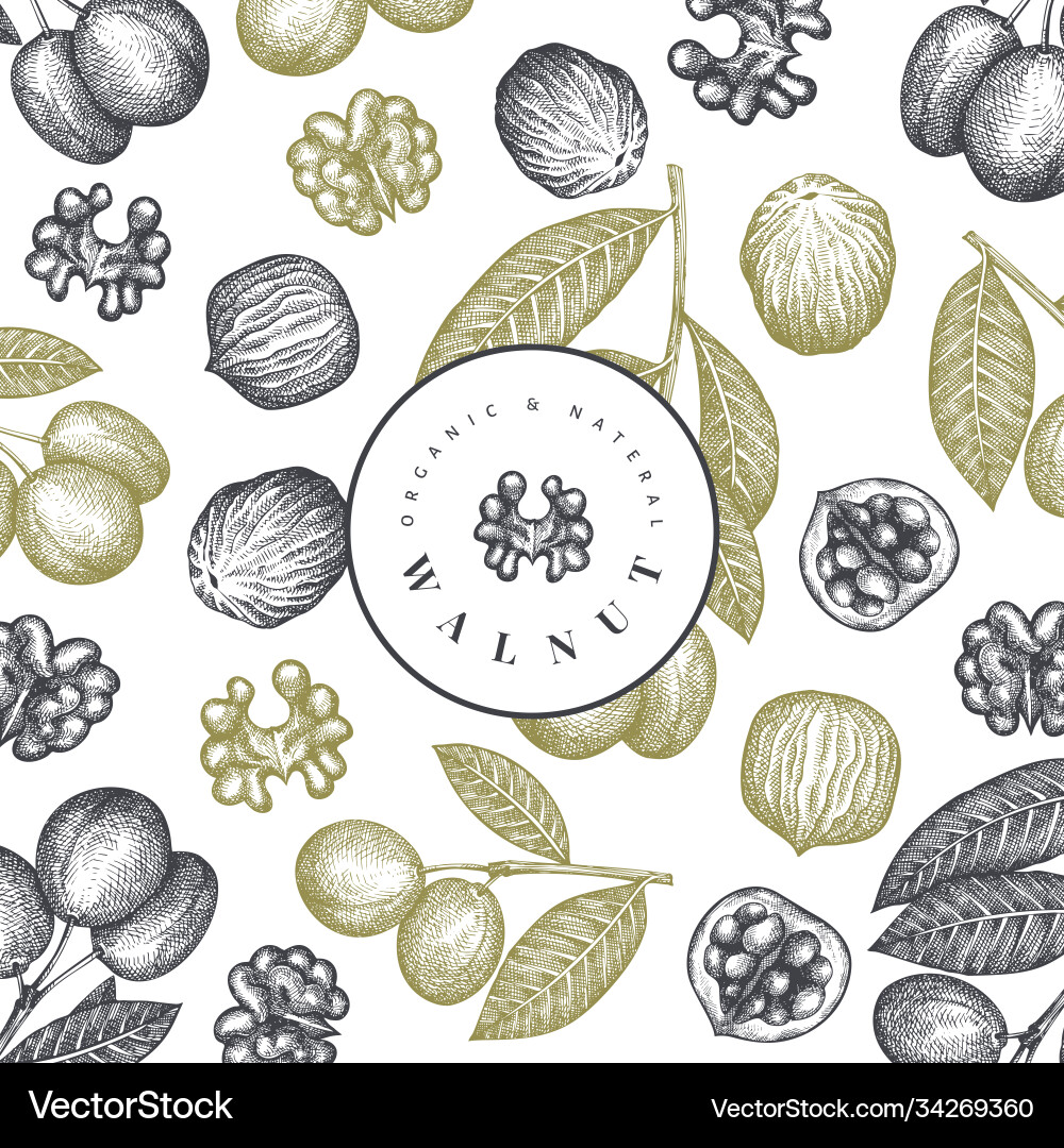 Hand drawn sketch walnut design template organic Vector Image