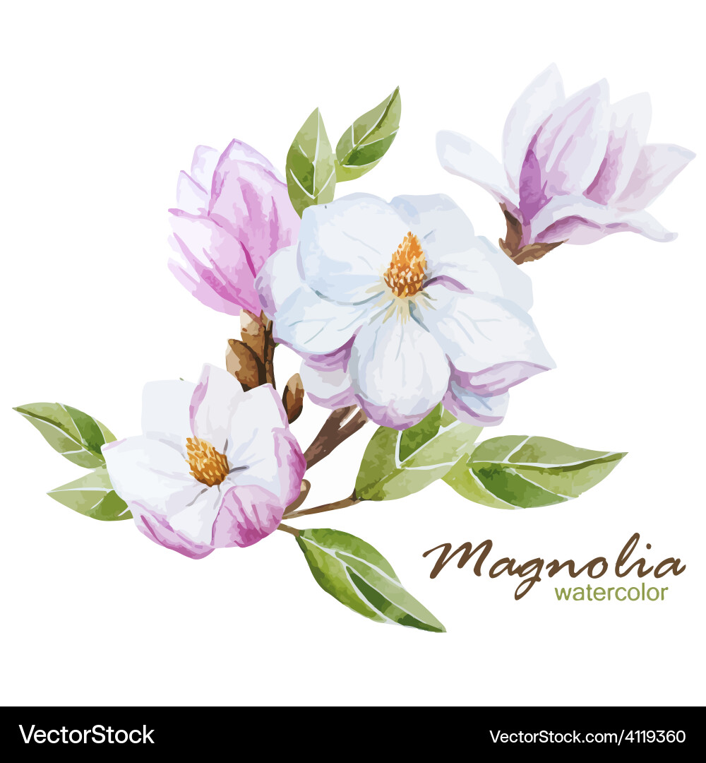 Magnolia set Royalty Free Vector Image - VectorStock