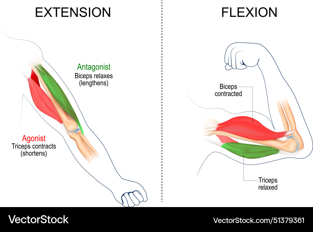 Extension and flexion of muscles Royalty Free Vector Image