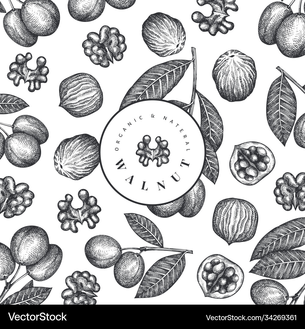 Hand drawn sketch walnut design template organic Vector Image