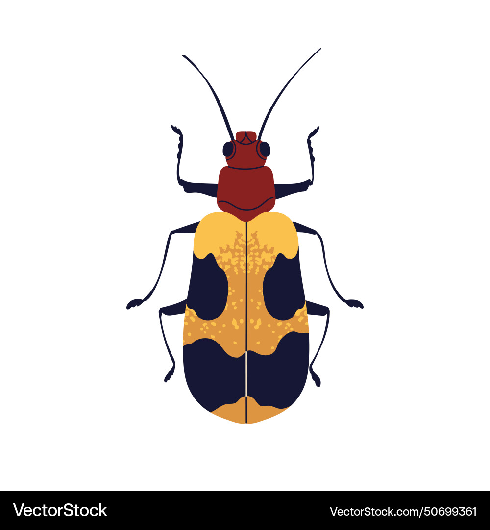 Winged bug spotted insect species with antenna Vector Image