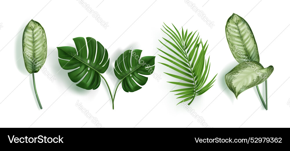 Realistic green tropical leaves Royalty Free Vector Image