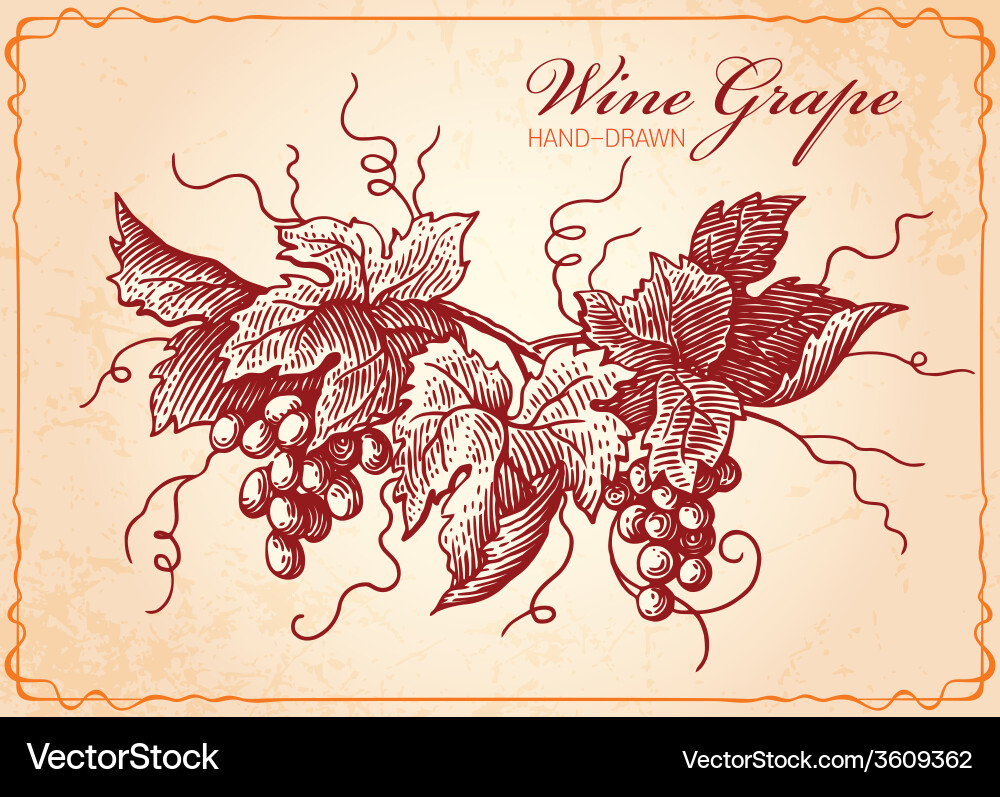 Wine grape Royalty Free Vector Image - VectorStock
