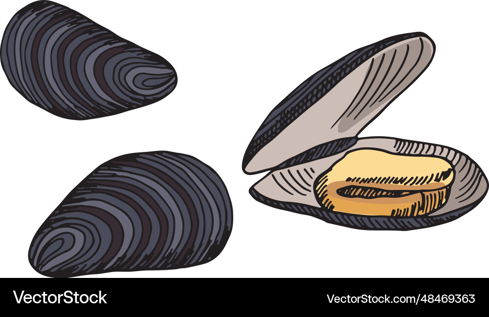 Oysters drawing open and closed shells sea food Vector Image