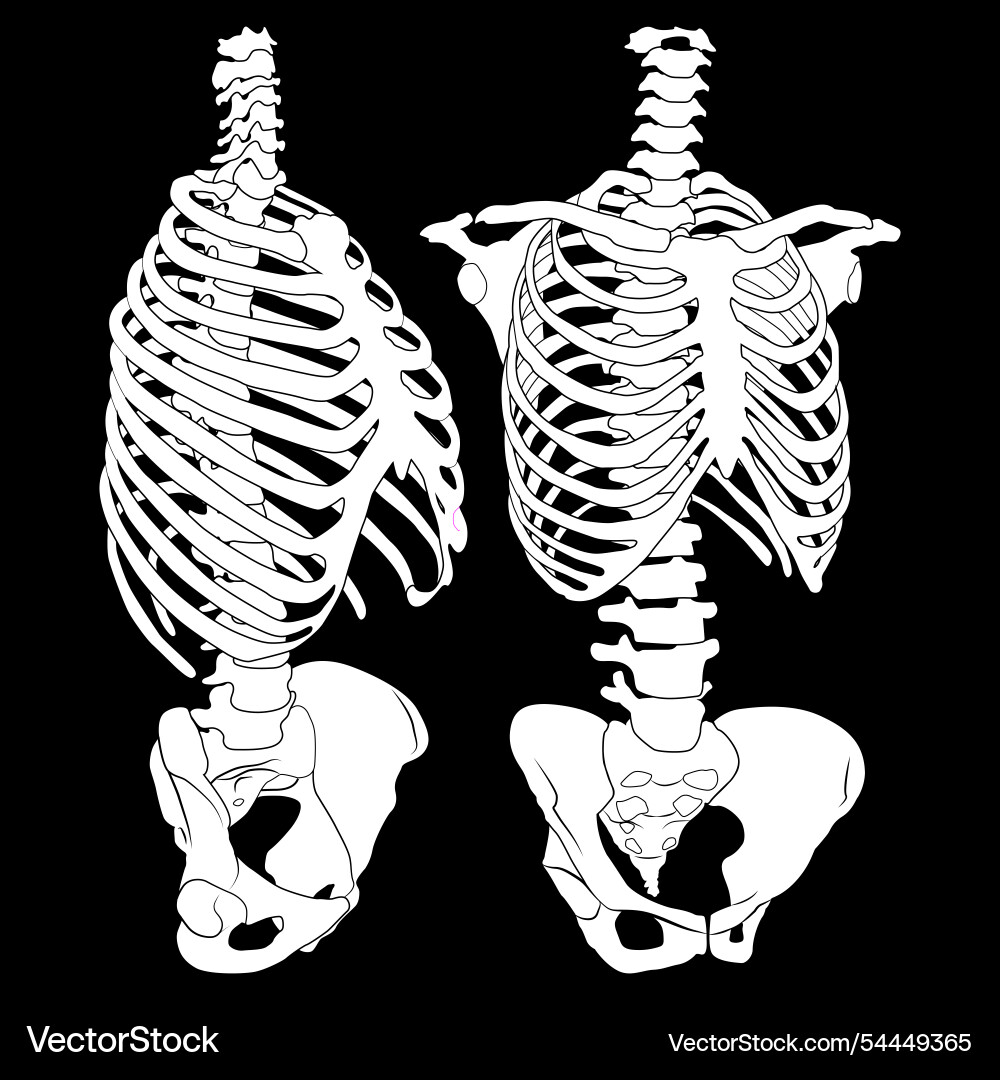 Human skeleton chest Royalty Free Vector Image