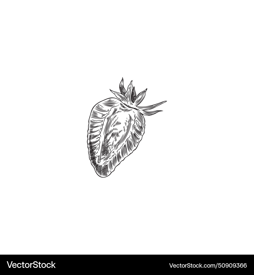 One strawberry cut in half with leaves engraved Vector Image