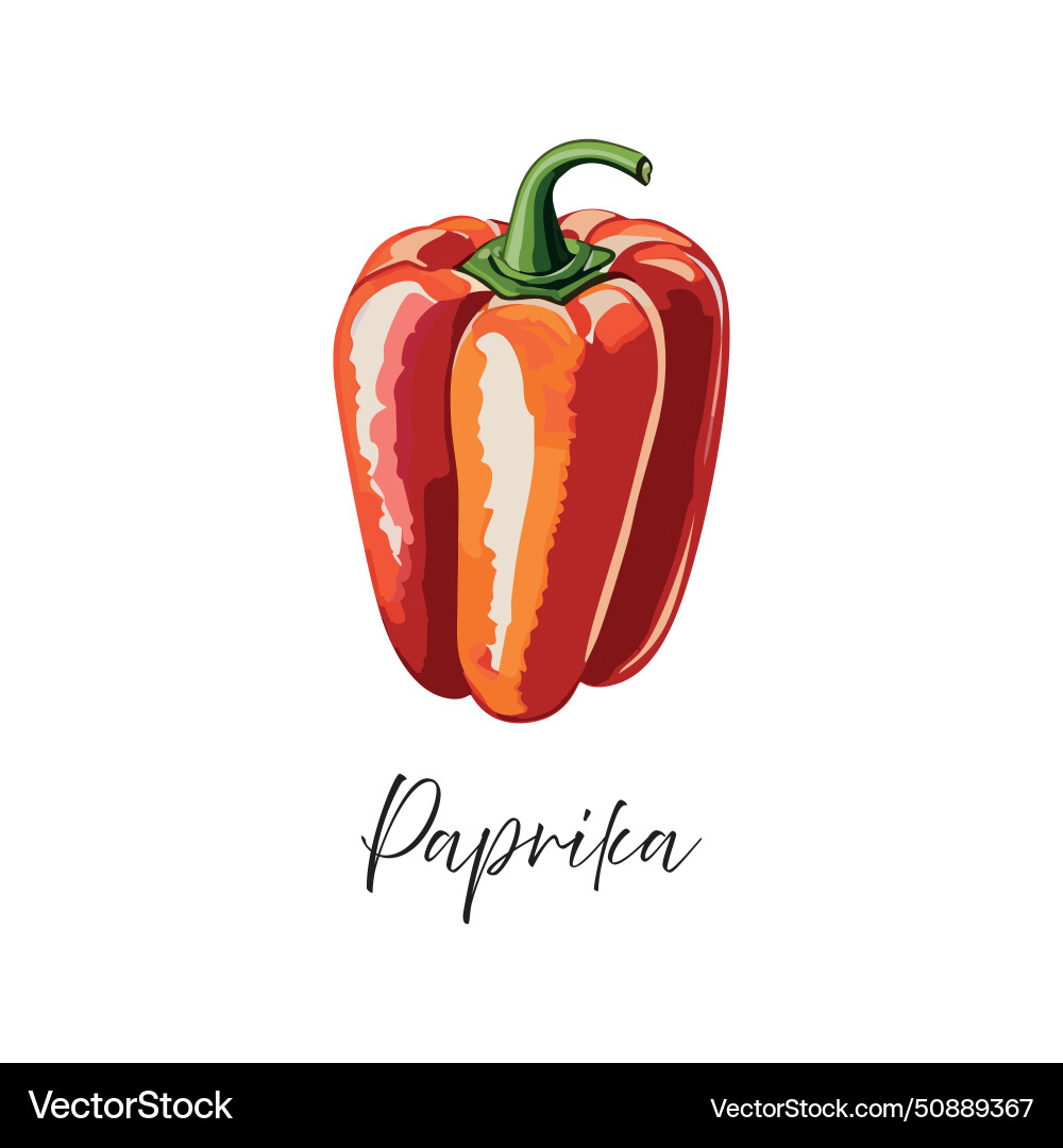 Paprika Royalty Free Vector Image - VectorStock