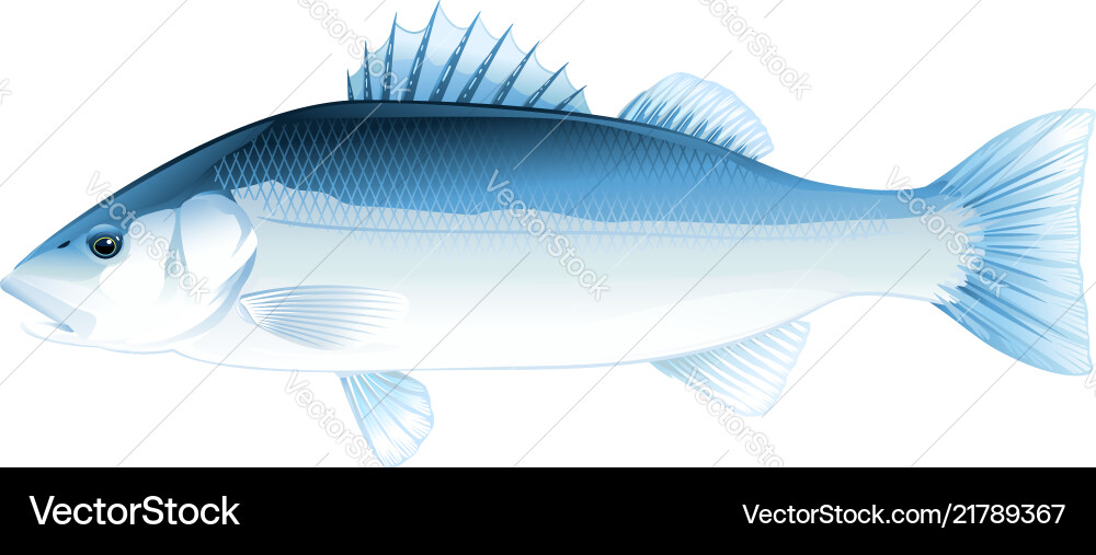 Sea bass fish Royalty Free Vector Image - VectorStock