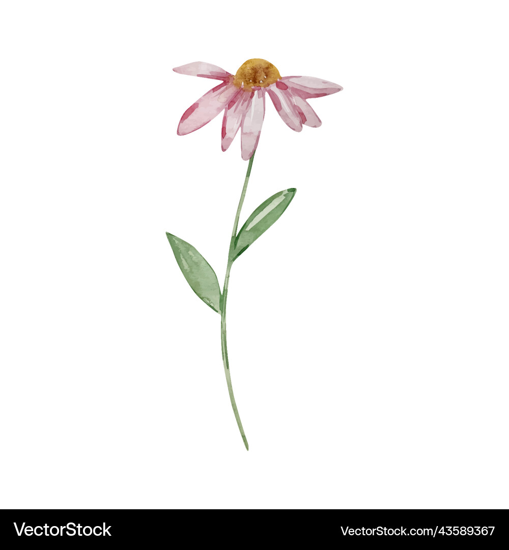 Watercolor garden pink flower Royalty Free Vector Image