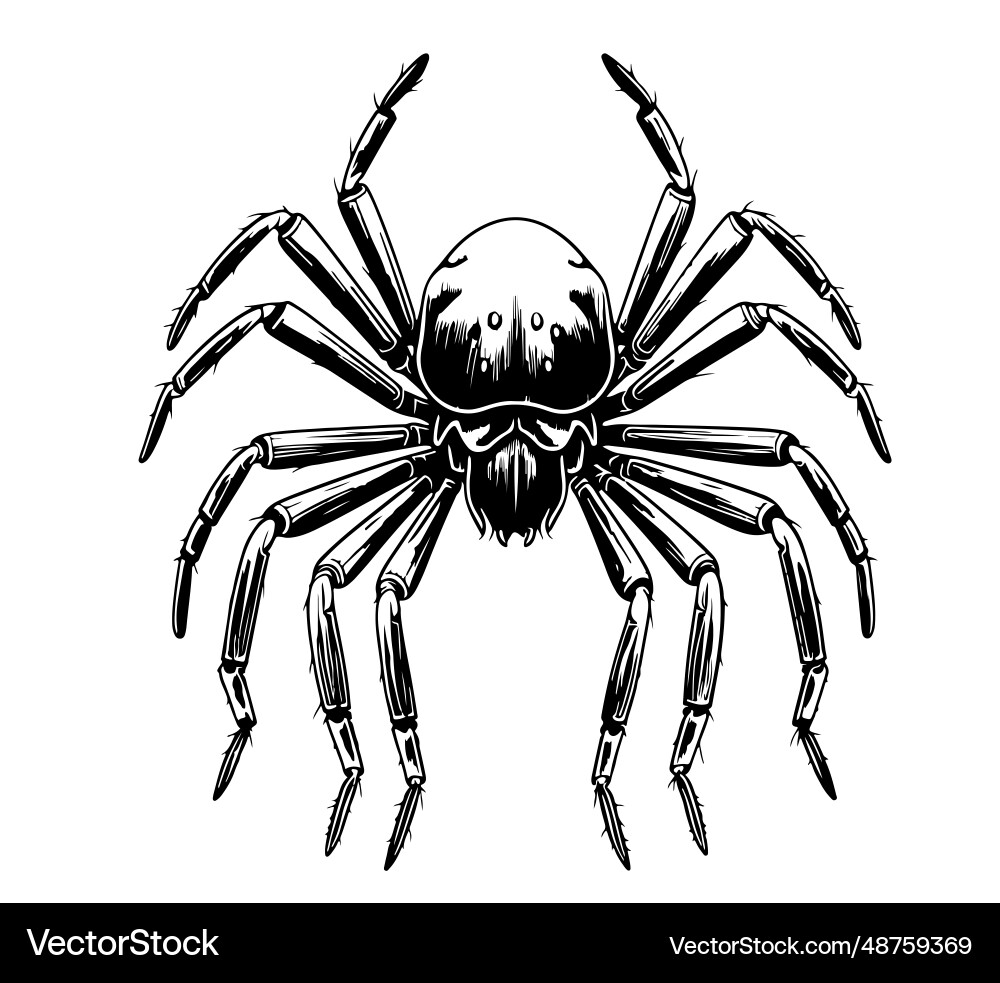 Spider centipede insect sketch hand drawn Vector Image