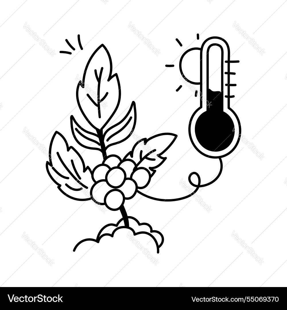 Coffee plant Royalty Free Vector Image - VectorStock