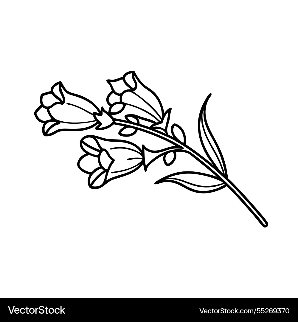 Foxglove flower hand drawn line art flat Vector Image