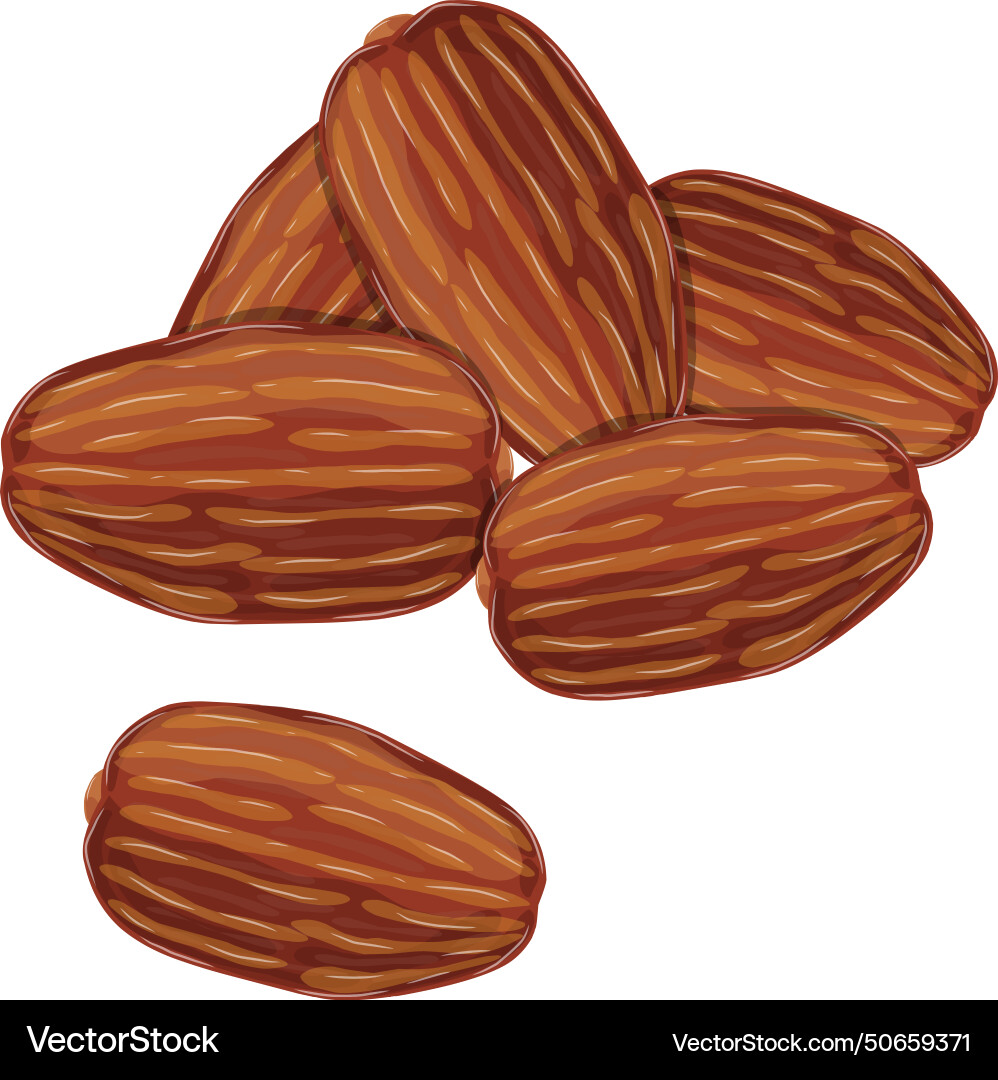 Dates fruit Royalty Free Vector Image - VectorStock