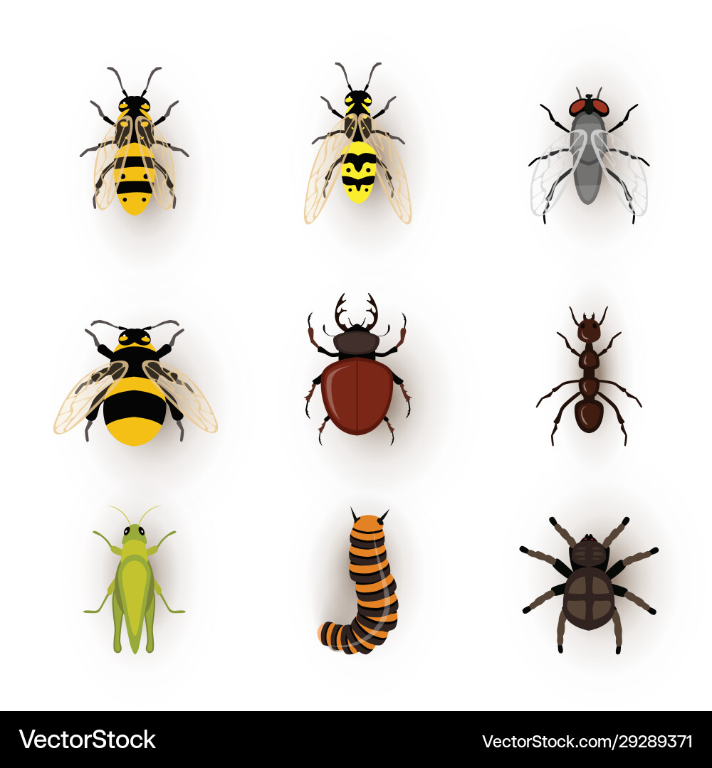 Various insects flat set Royalty Free Vector Image